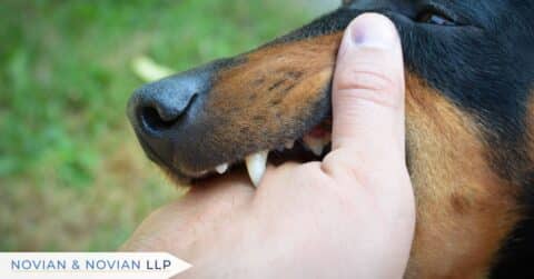 Dog Bite Laws in California | What to Do as a Victim?